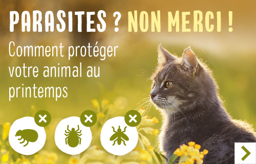 Chat chartreux : origine, caractère, santé, soins | Magazine zooplus
