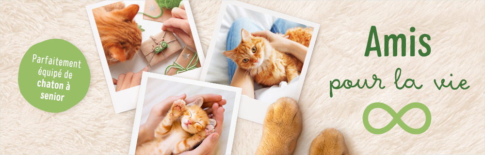 Chat chartreux : origine, caractère, santé, soins | Magazine zooplus