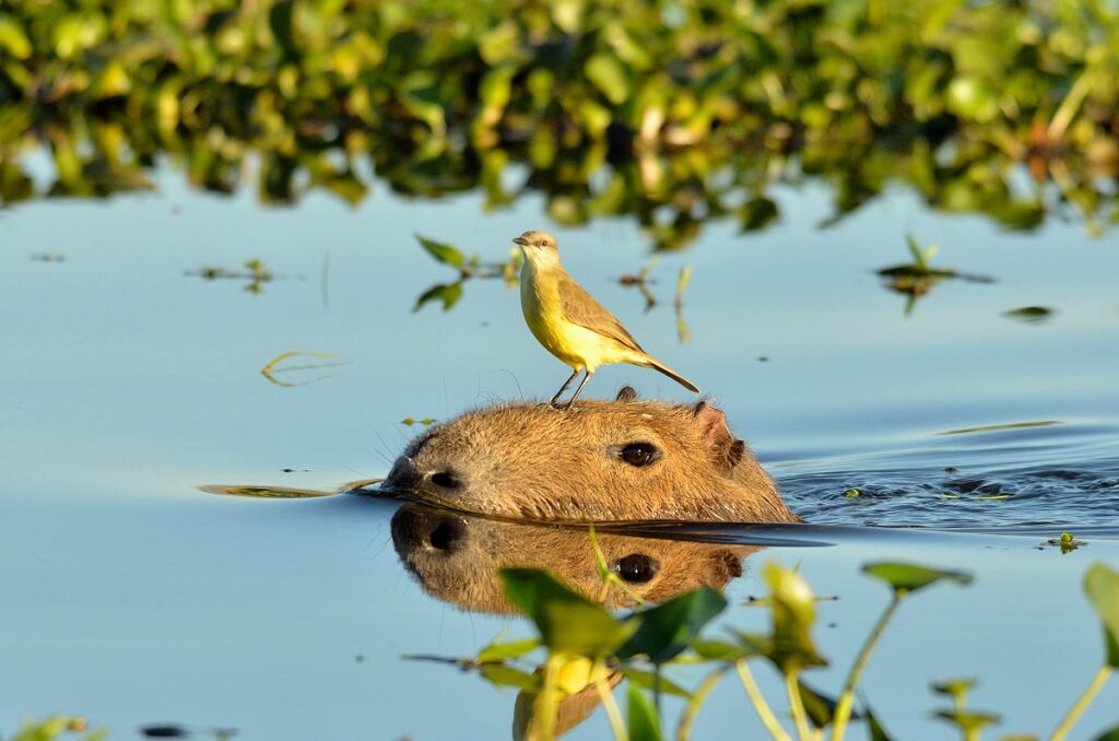 Capybara : apparence, comportement, environnement naturel
