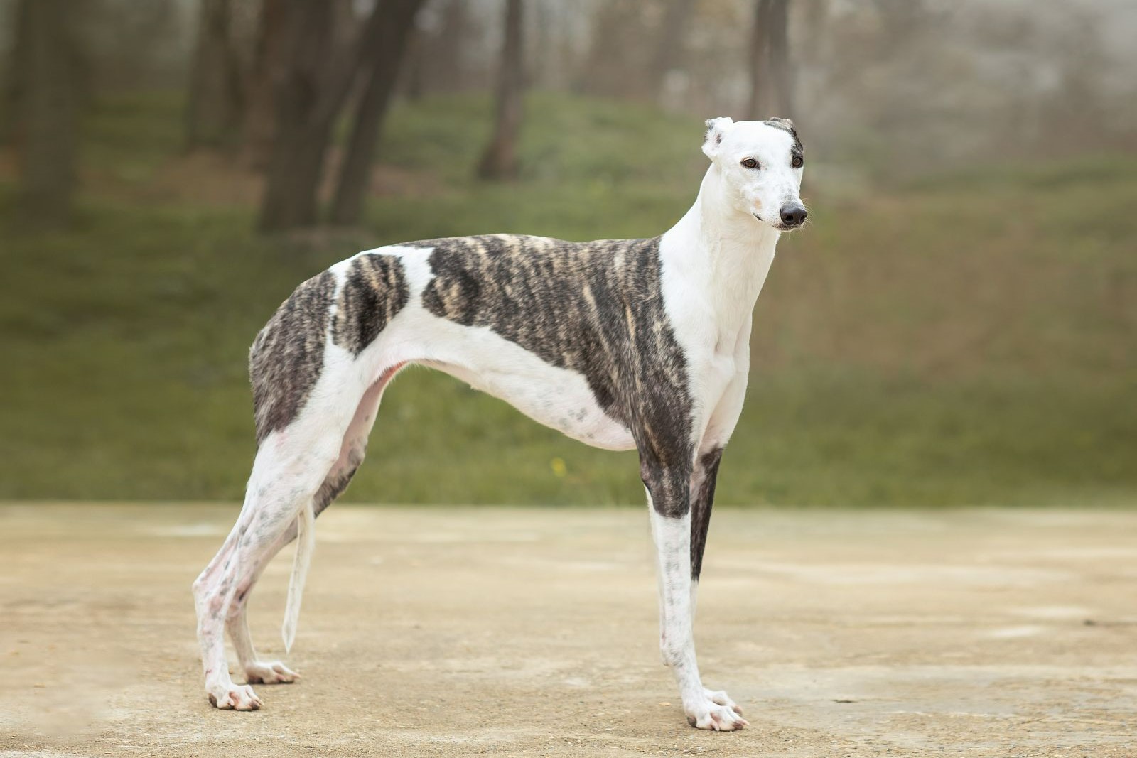 Lévrier Greyhound : apparence, caractère, soins. Tout savoir