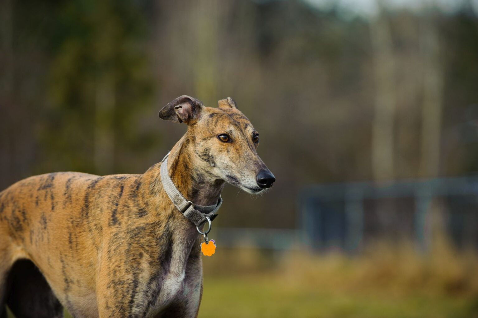 Lévrier Greyhound : apparence, caractère, soins. Tout savoir