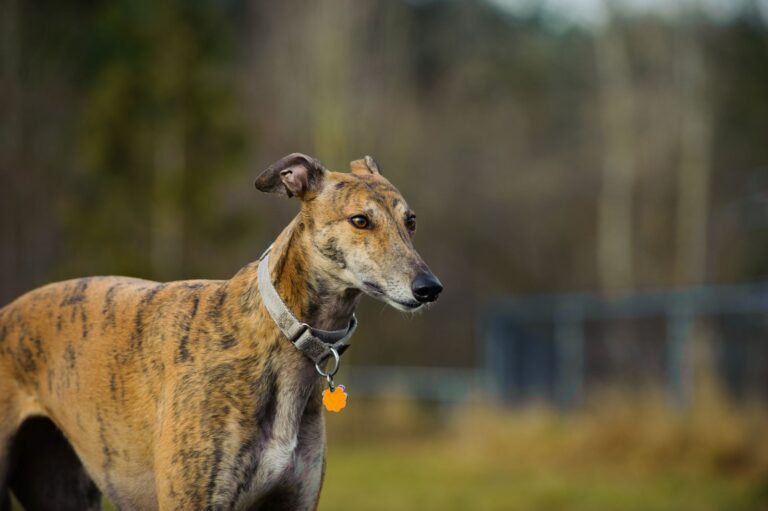 Lévrier Greyhound : apparence, caractère, soins. Tout savoir