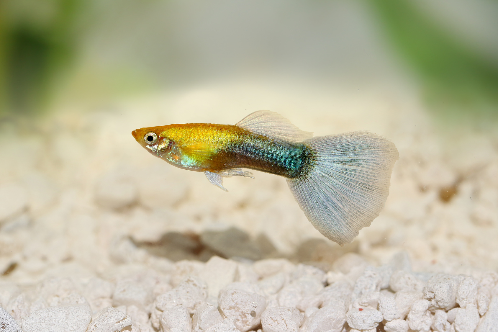 Guppy : tout savoir sur ce poisson apprécié des aquariophiles