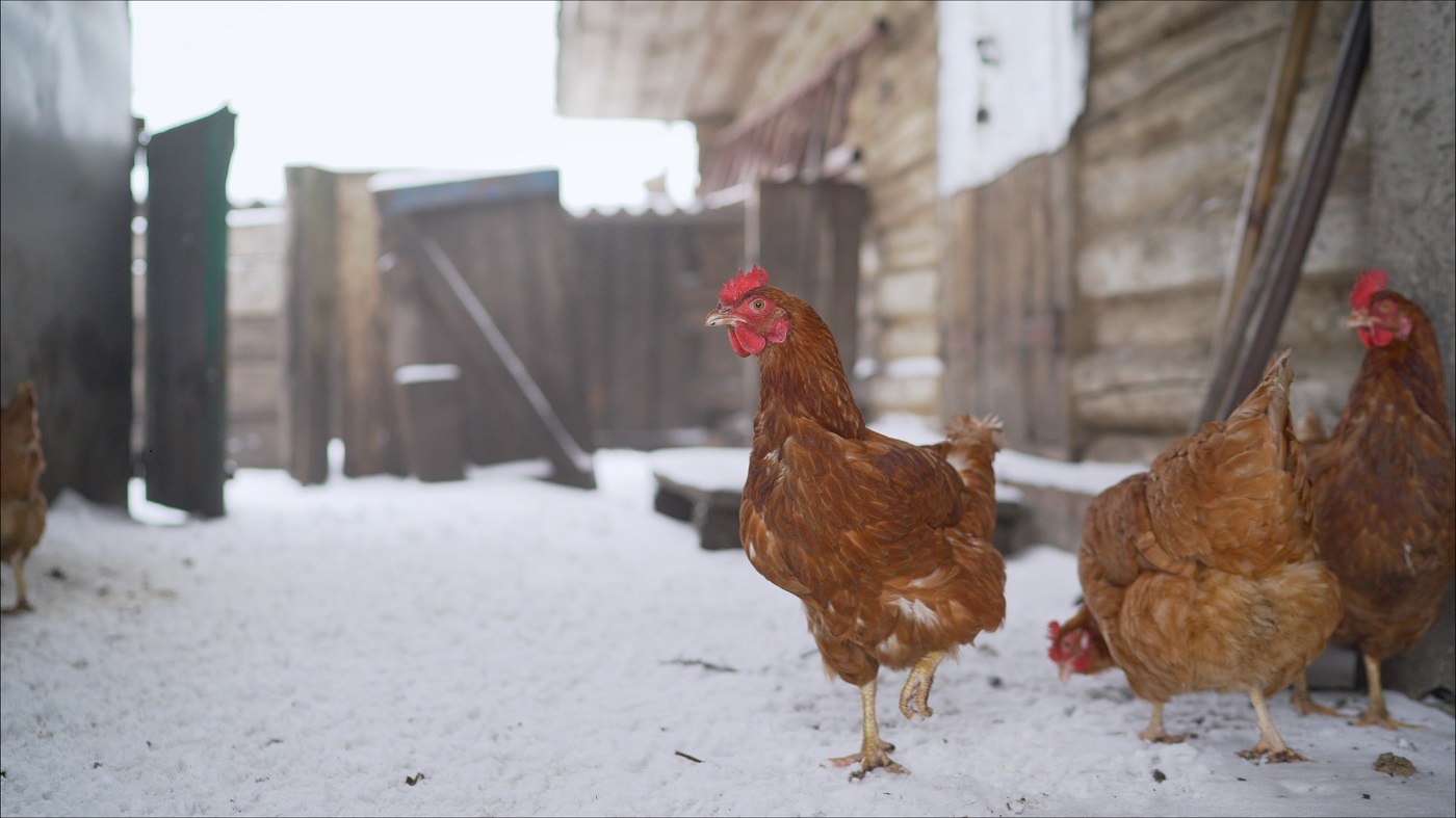 Mal de ponte chez la poule : symptômes, causes, traitements