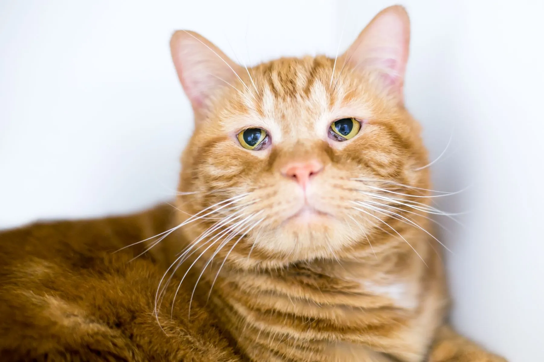Procidence de la troisième paupière chez le chat : symptômes