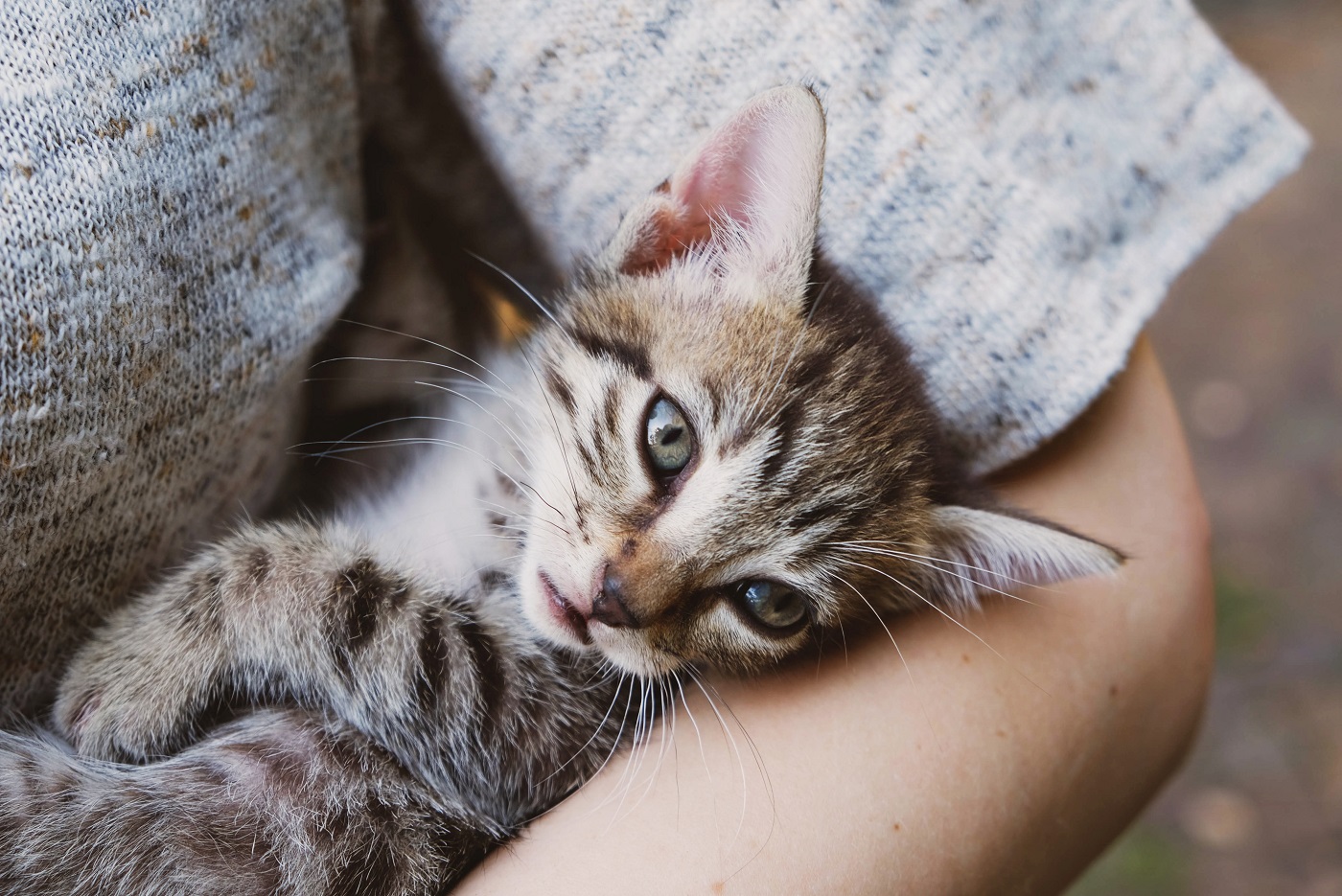 Refuge pour chat : comment accueillir un félin chez vous