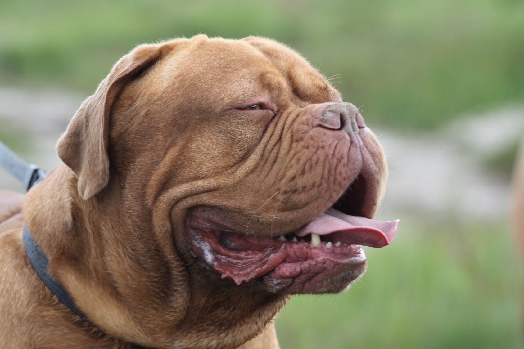 Bandog : en savoir plus sur cet excellent chien de garde