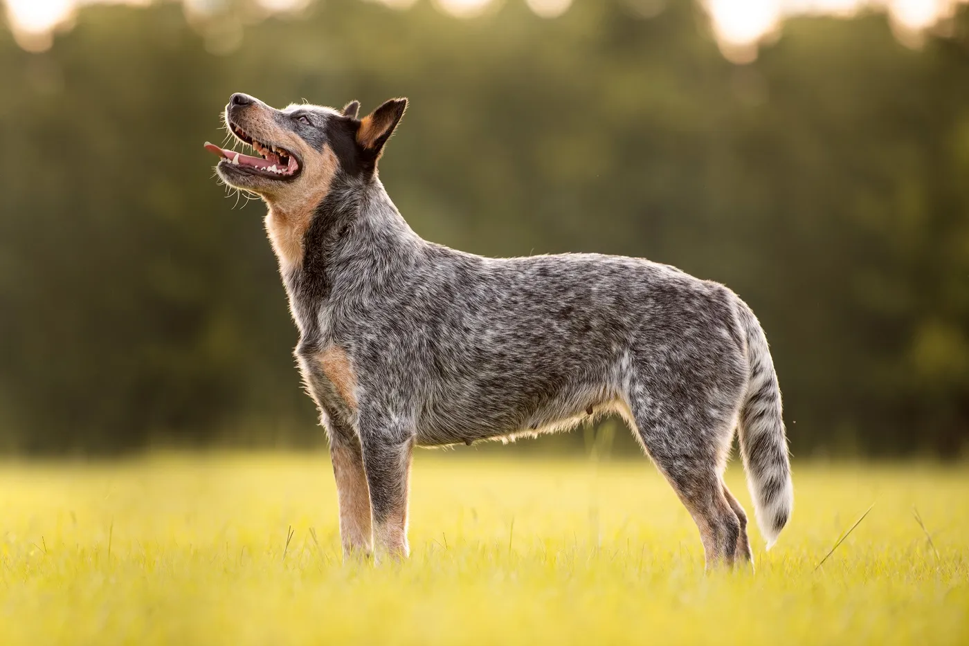 Chiens Impressionnants