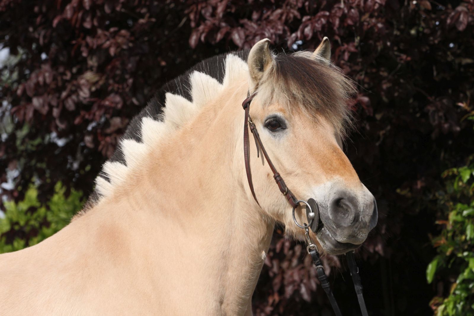 Fjord (cheval) : apparence, caractère, santé. zooplus Magazine 🐴