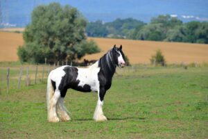 Irish Cob : apparence, caractère et pratiques d'élevage