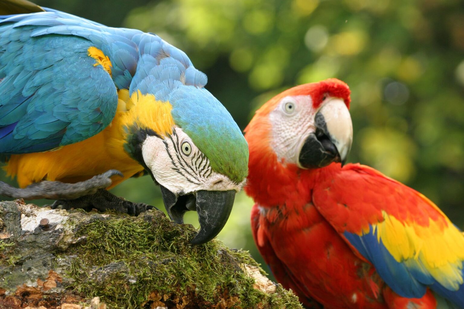 Ara : variétés, apparence, caractère, habitat, alimentation, santé 🦜 Ara : variétés, apparence, caractère, habitat, alimentation, santé 🦜