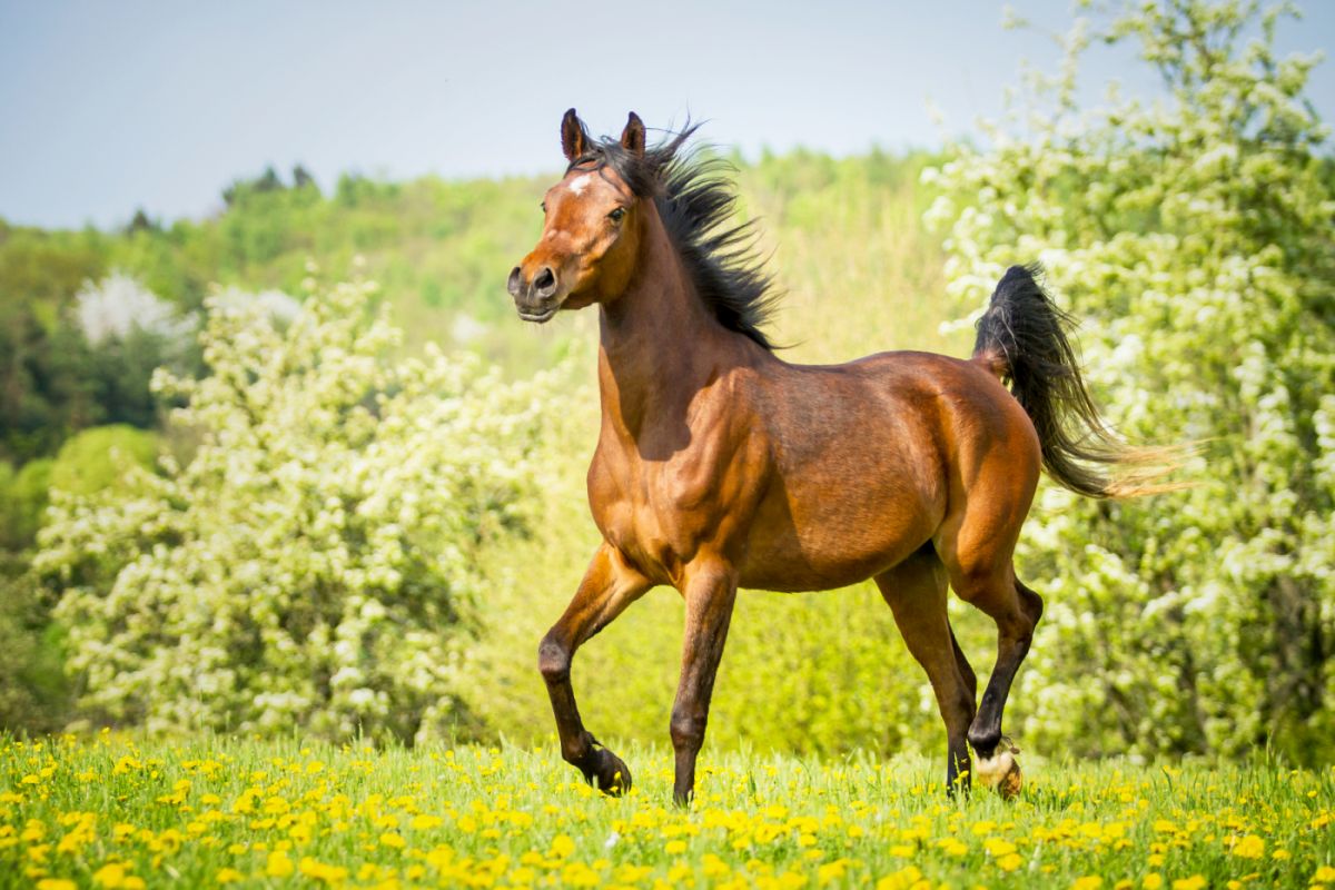 Cheval arabe : apparence, caractère, santé, origines