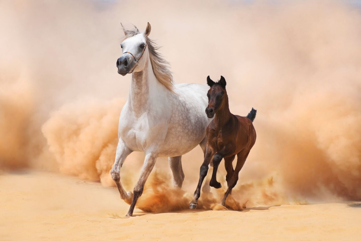 Cheval arabe : apparence, caractère, santé, origines