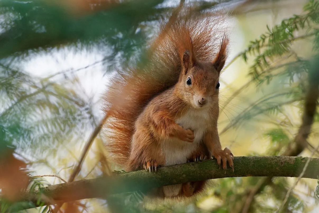 Écureuil : tout savoir sur ce petit animal arboricole