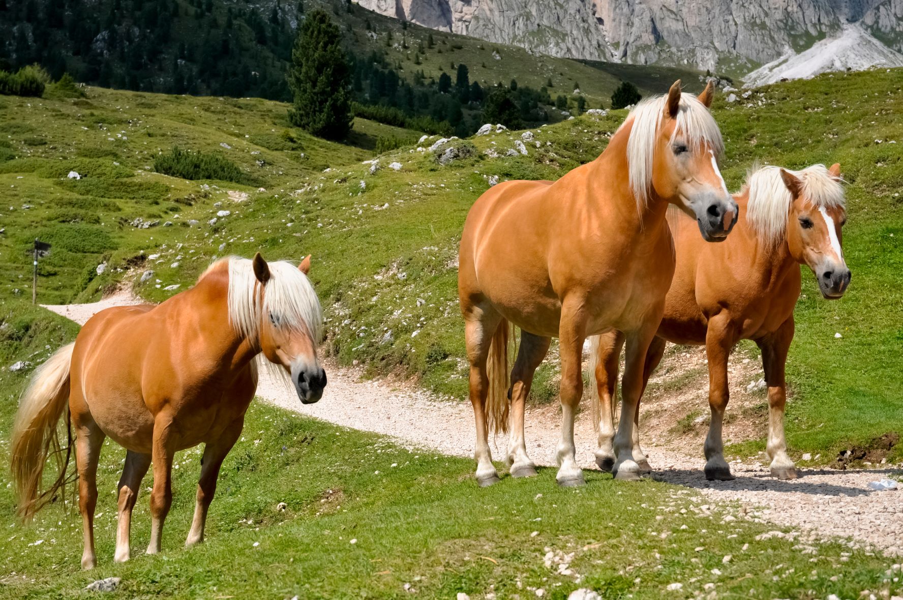Haflinger : apparence, caractère, disciplines | Zooplus Magazine