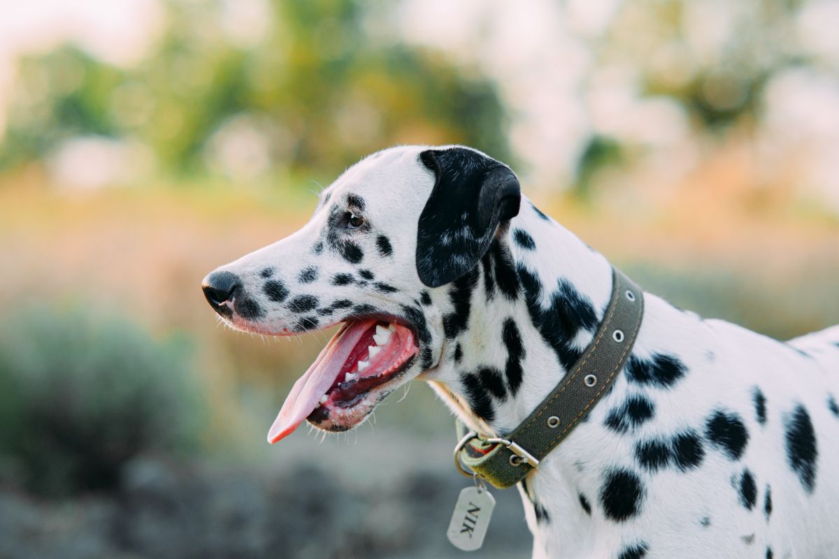 Noms pour un chien mâle : nos meilleures suggestions