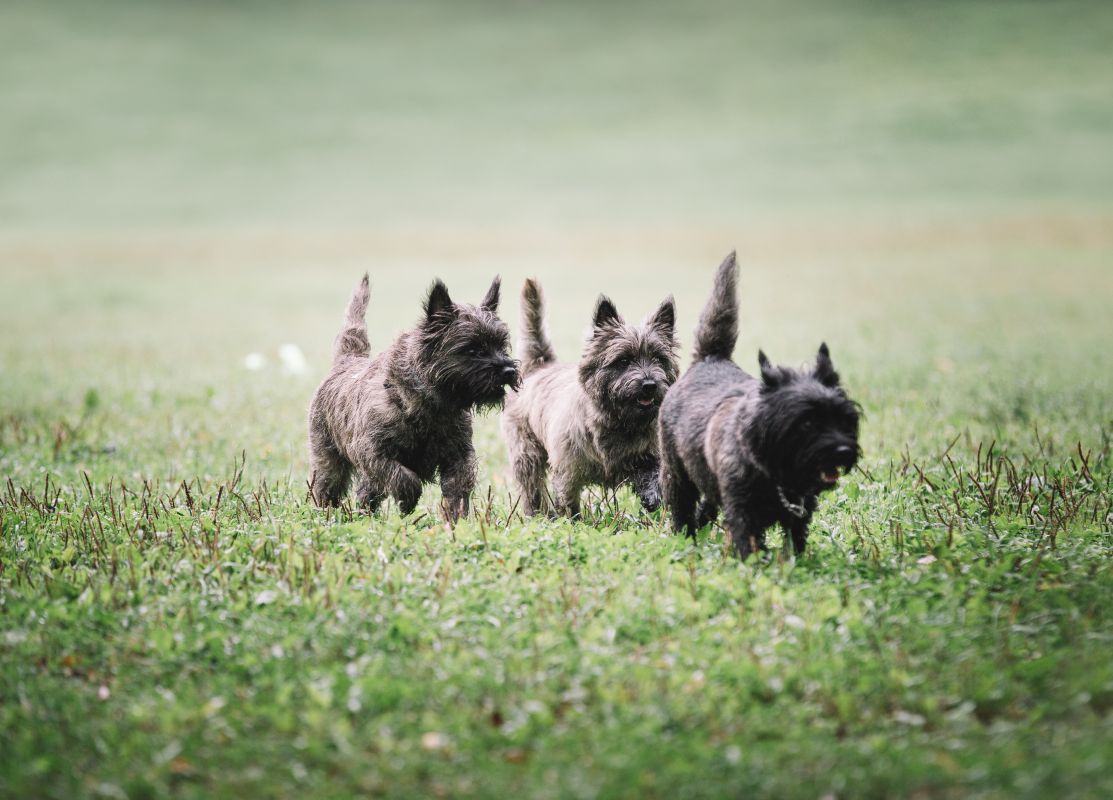 Noms pour un chien mâle : nos meilleures suggestions