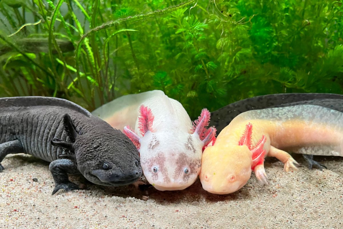 Poisson D'eau Douce Avec Pattes Poissons D'Afrique Et Peuples De L'eau