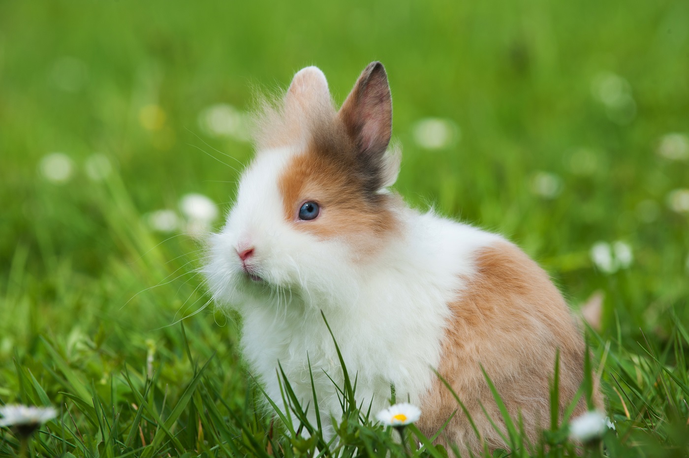 Lapin nain : élevage, alimentation, taille, espérance de vie