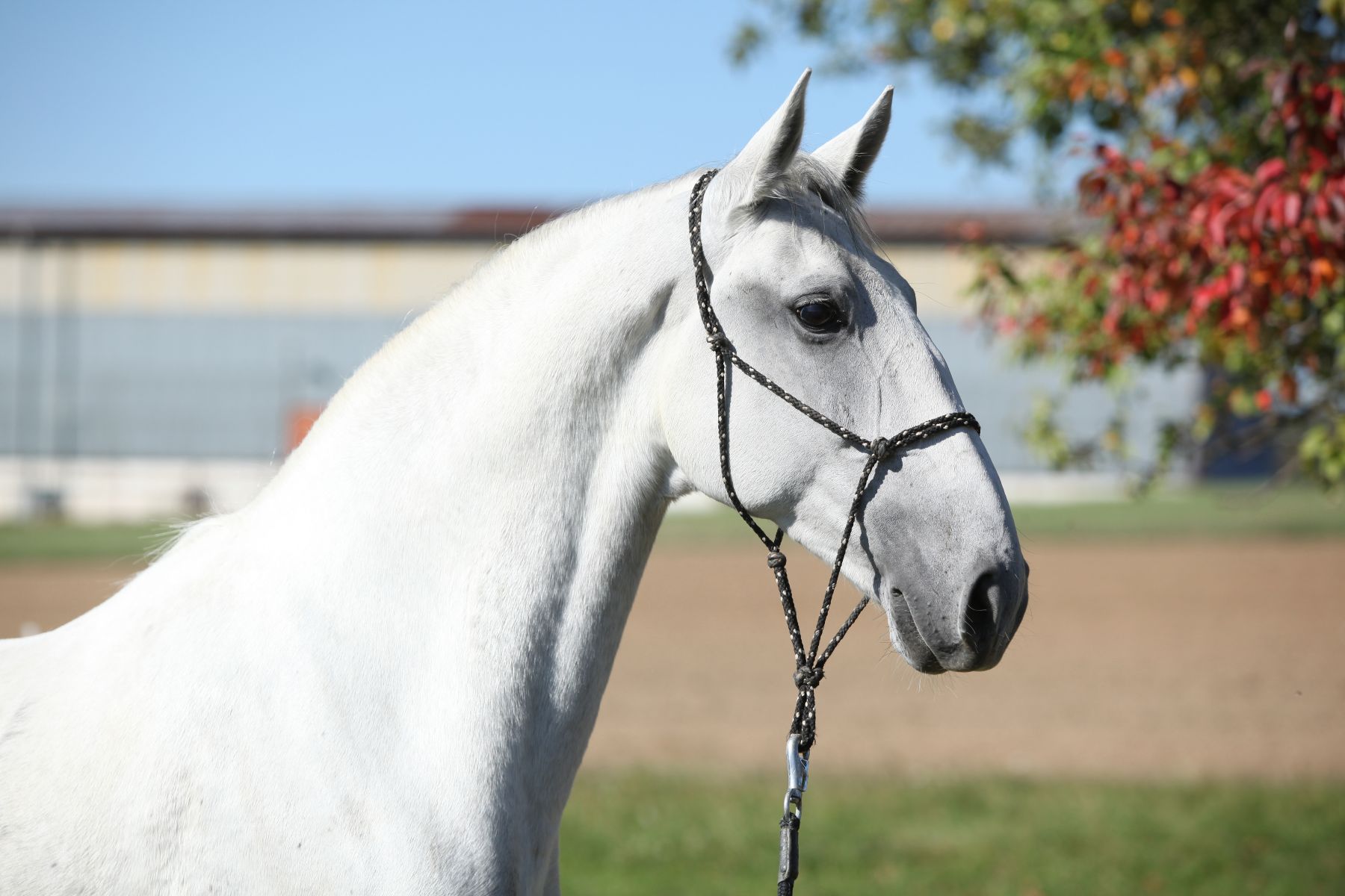 Lipizzan : caractère, élevage, prix | zooplus Magazine