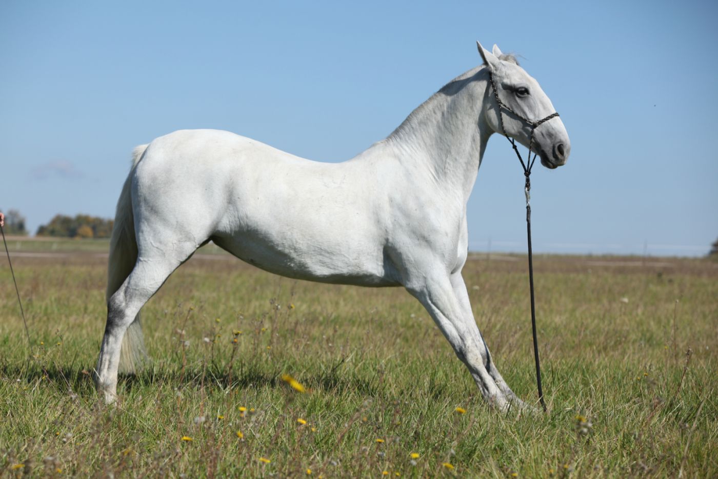 Lipizzan : caractère, élevage, prix | zooplus Magazine