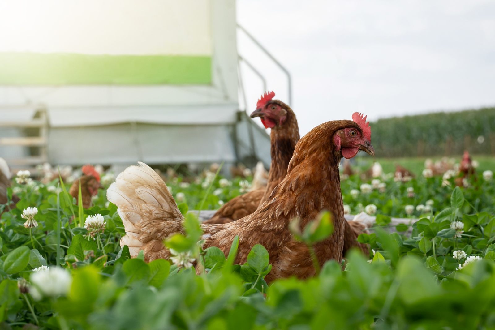 Grippe aviaire chez la poule et les oiseaux : toutes les informations