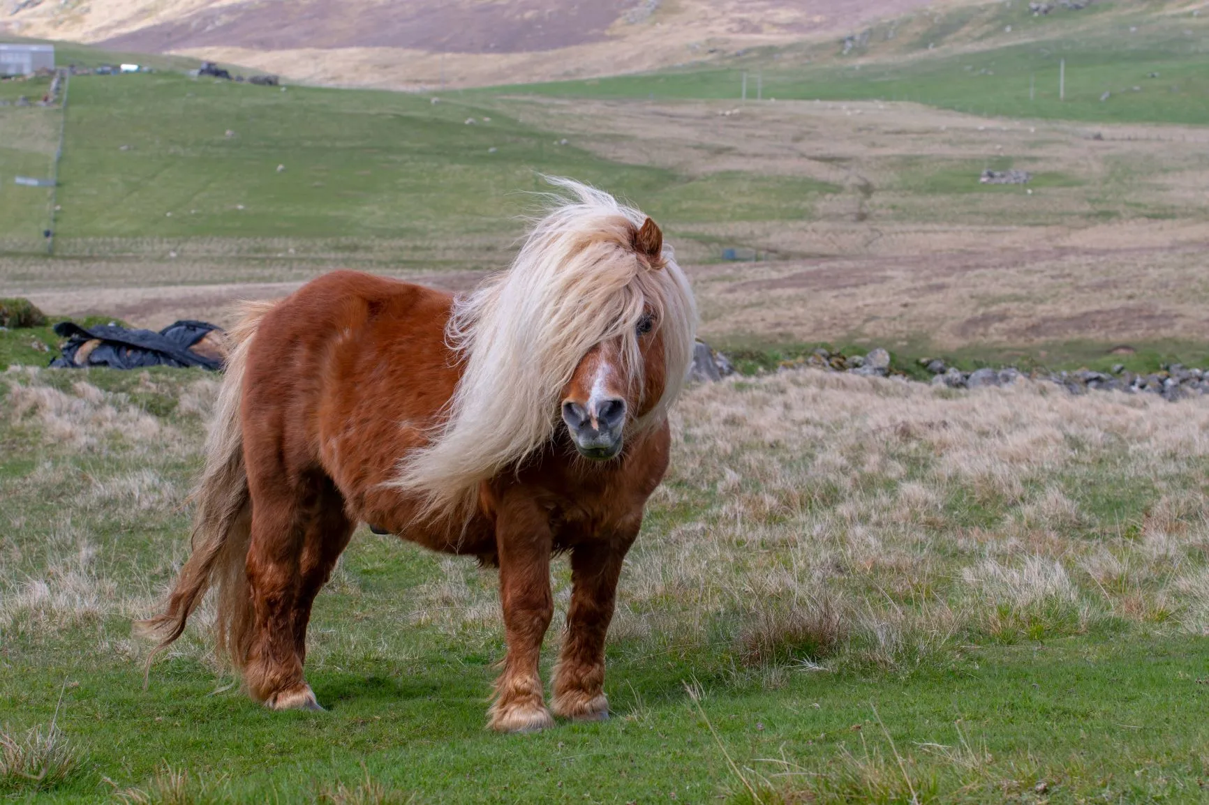 Poney Shetland : caractère, élevage, espérance de vie