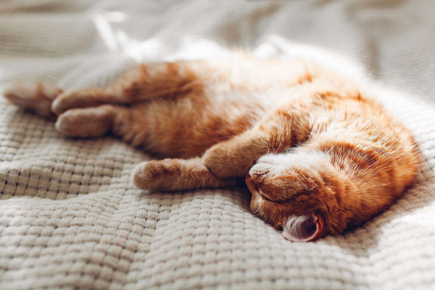 Les positions du chat qui dort et leur signification | Magazine zooplus