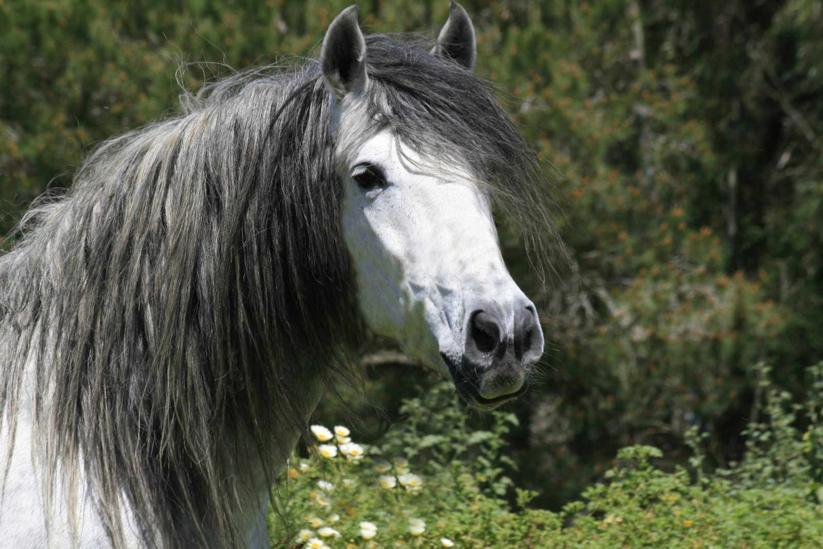 Cheval andalou : tout savoir sur ce Pure Race Espagnole