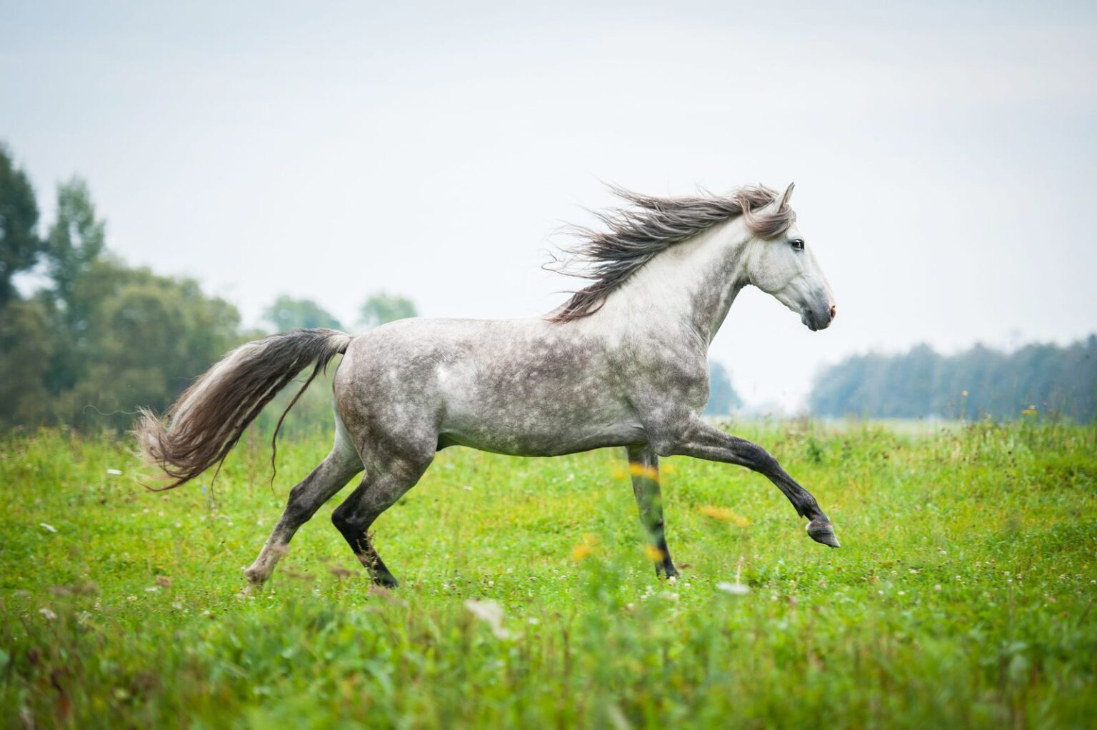 Cheval andalou : tout savoir sur ce Pure Race Espagnole