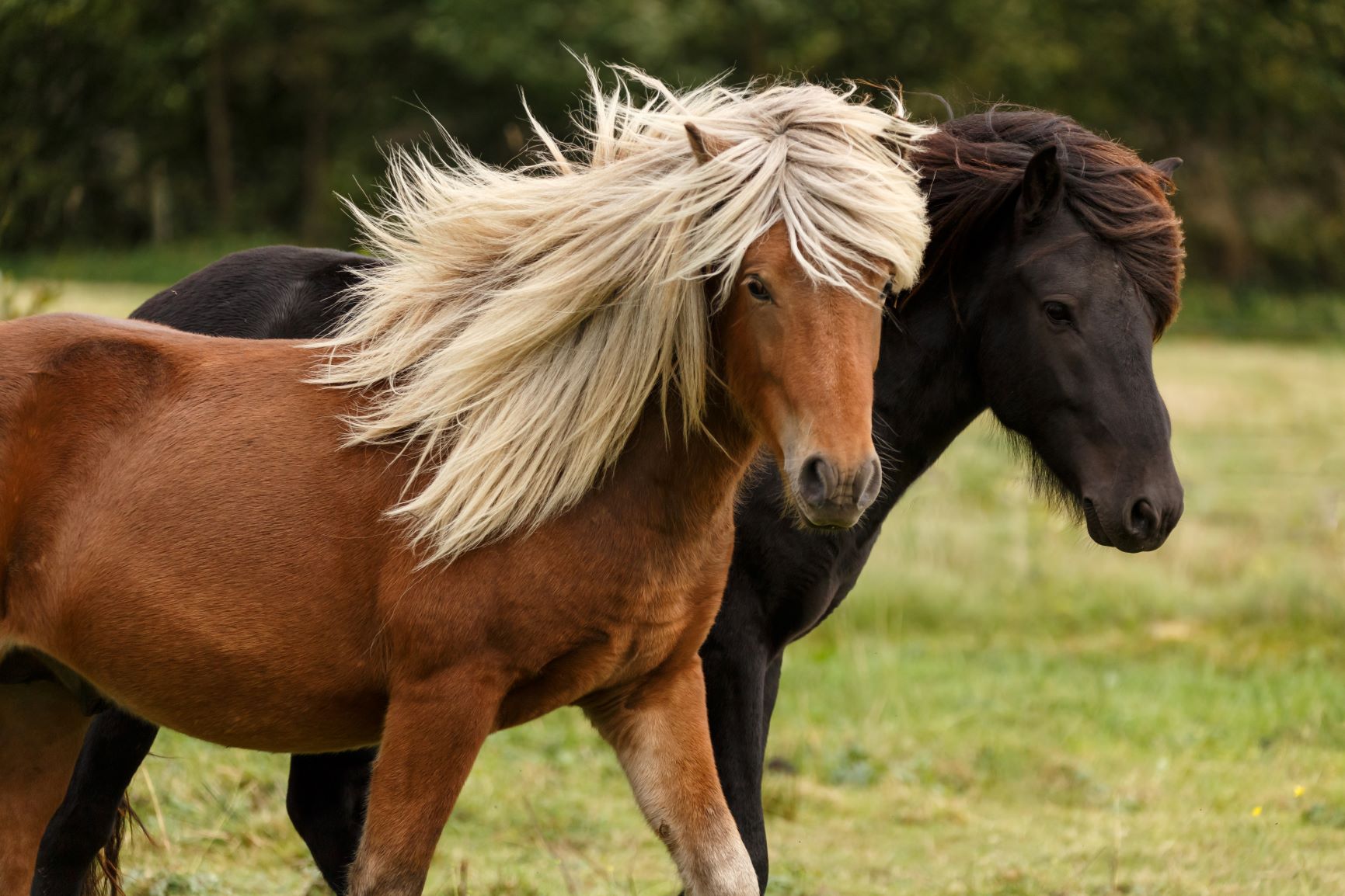 Cheval islandais : caractère, taille, élevage | Magazine zooplus