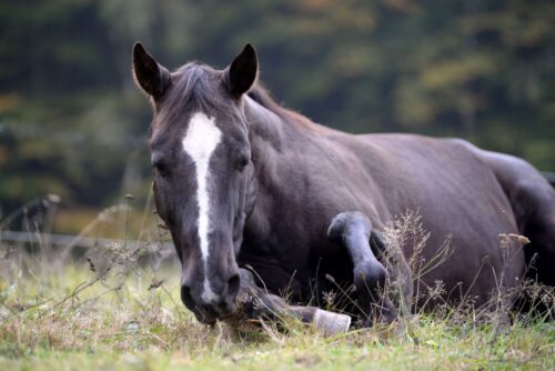 Coup de sang (ou myosite) chez le cheval : causes et symptômes