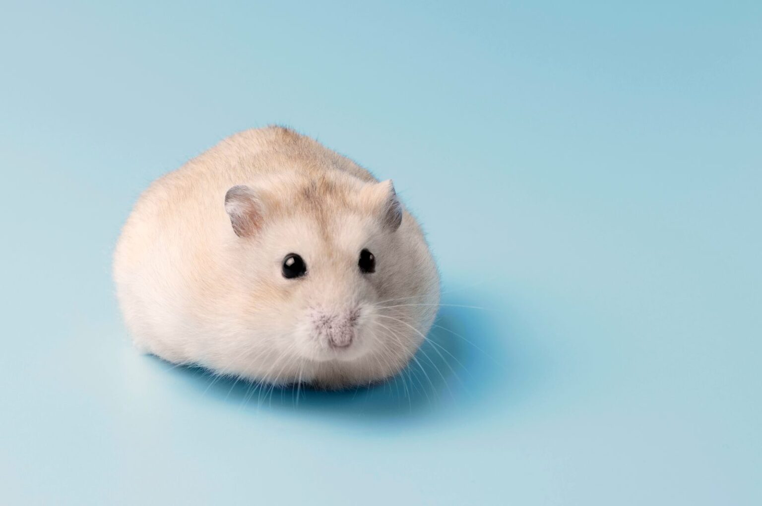 Hamster nain : apparence, taille, alimentation, espérance de vie