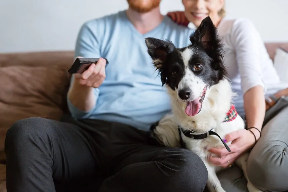Chien qui regarde la télé : comment voit un chien
