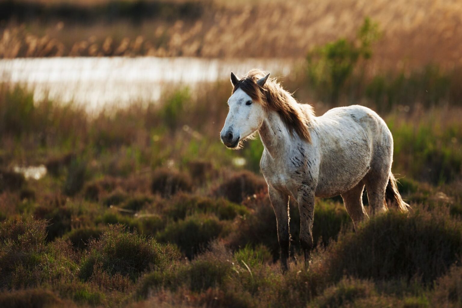 Cheval Camargue : un emblème de liberté et de tradition