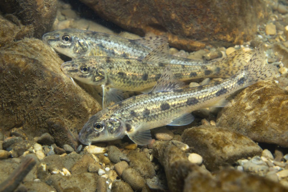Goujon (poisson) : habitat, élevage, aquarium et caractéristiques