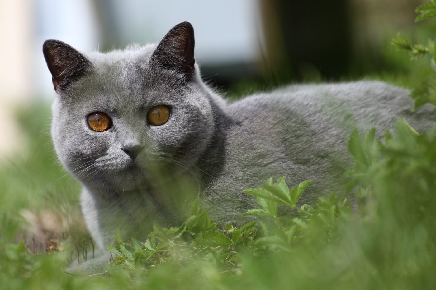 Top 20 des races de chat les plus populaires | Magazine zooplus