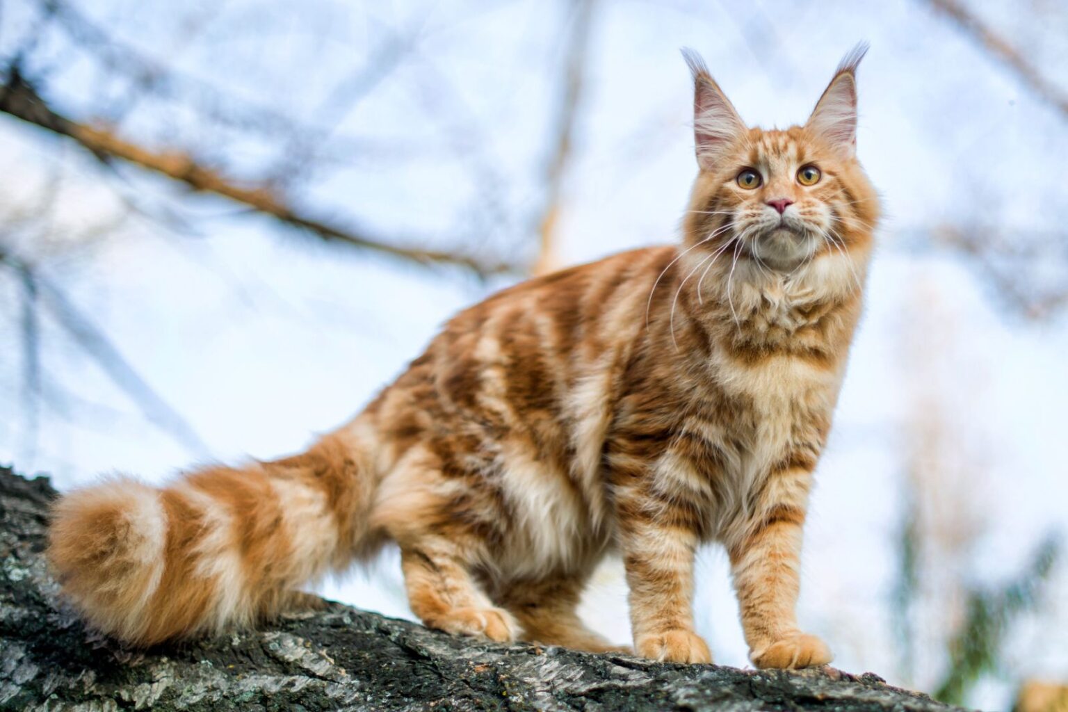 Top 20 des races de chat les plus populaires | Magazine zooplus