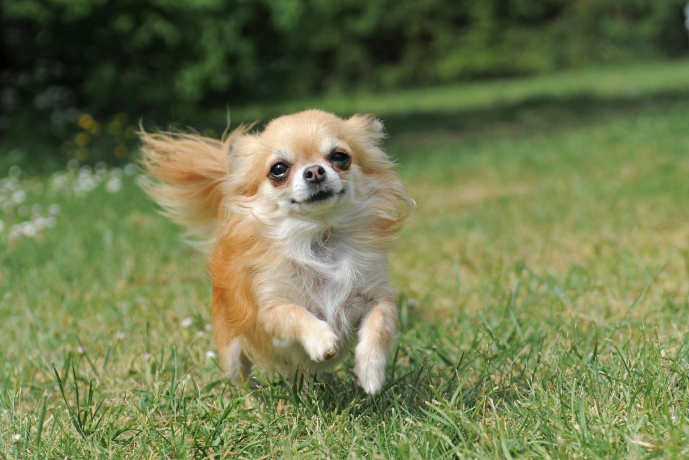 Top 25 des races de chien les plus populaires | Magazine zooplus
