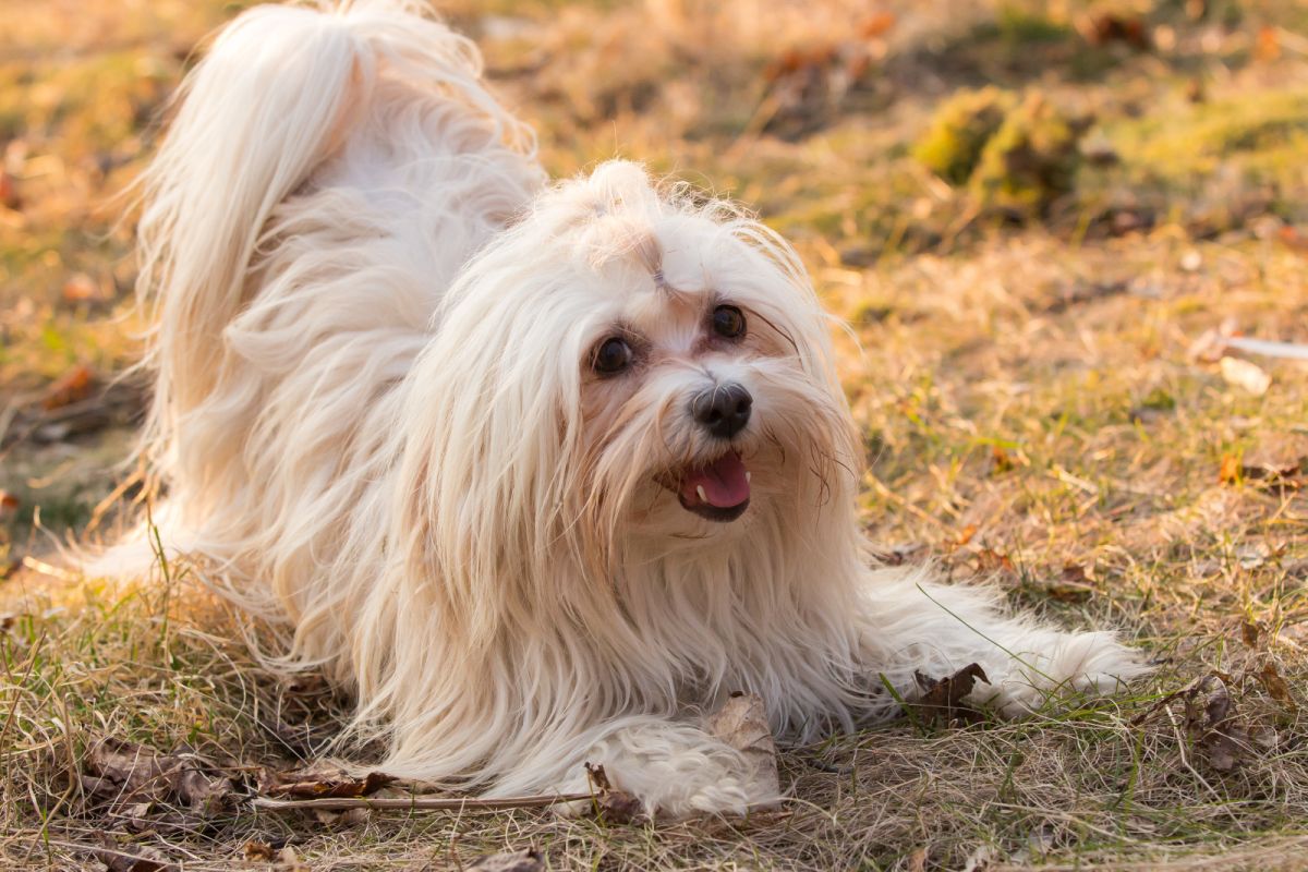 Top 25 des races de chien les plus populaires | Magazine zooplus