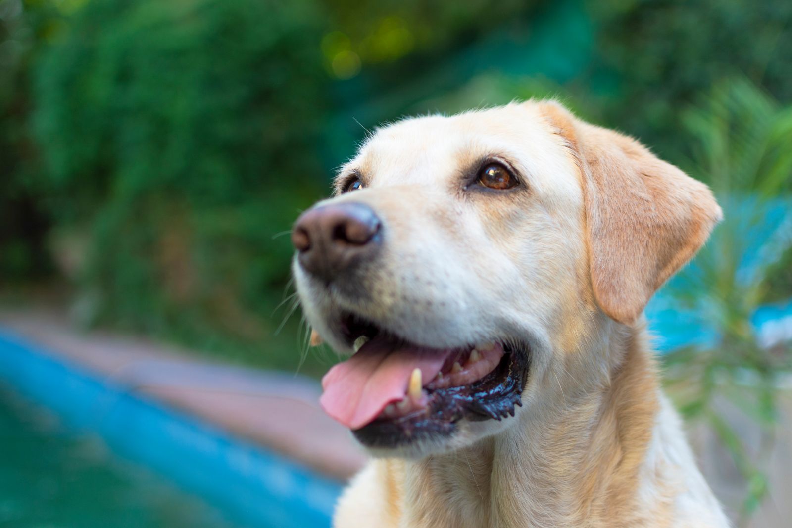 Top 10 Des Races De Chien Anglaises Les Plus Emblématiques – WQXDEO