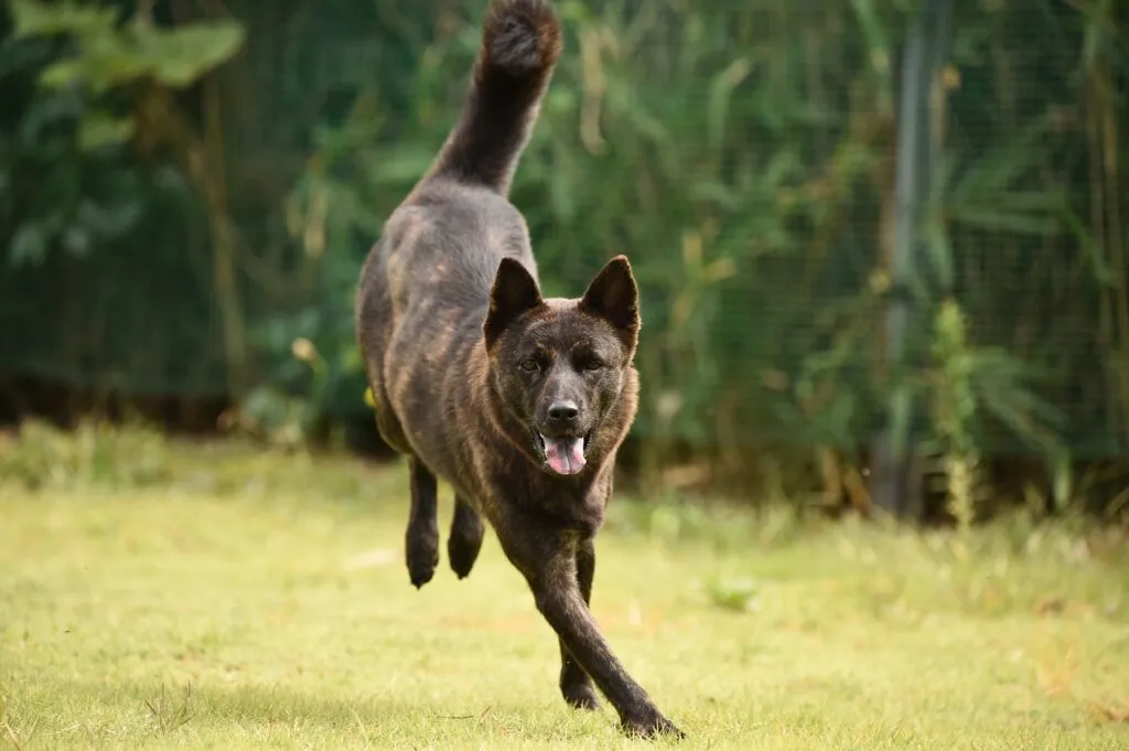 Kai (chien) | zooplus Magazine